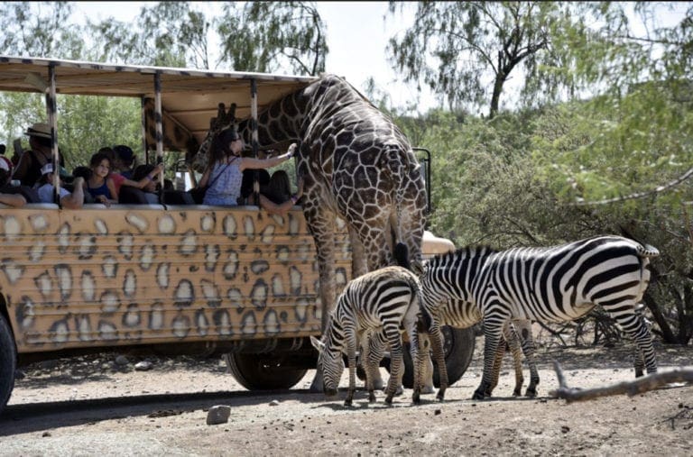 Best West Coast Safaris For Families (Parent Recommended!)