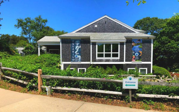 15 Best Things To Do In Cape Cod With Kids (Plus Where to Stay!)