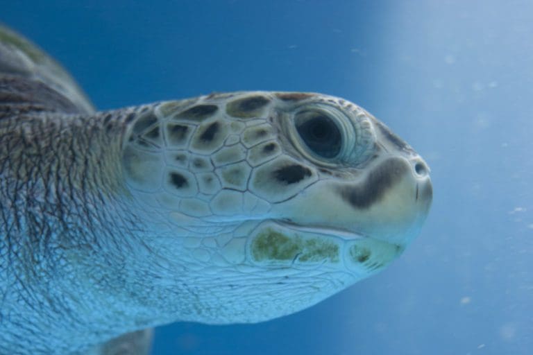 Best Things to Do with Kids in Curacao (All Parent-Recommended)