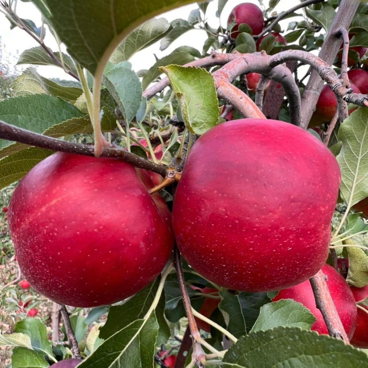 Apple-Picking near Washington DC for Families: 13 Top Spots!