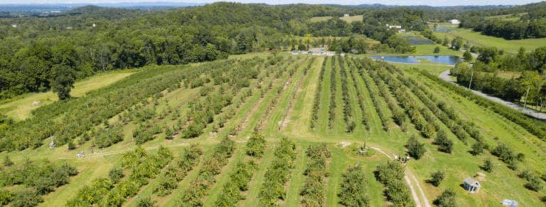 Apple Picking near NYC with Kids: 19 Best Spots for Families